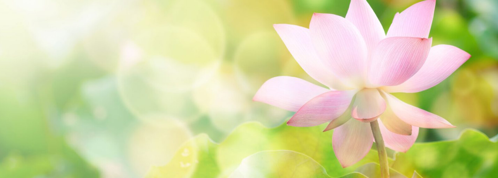 Pratiquer la méditation - Réflexologie plantaire & fleurs de bach